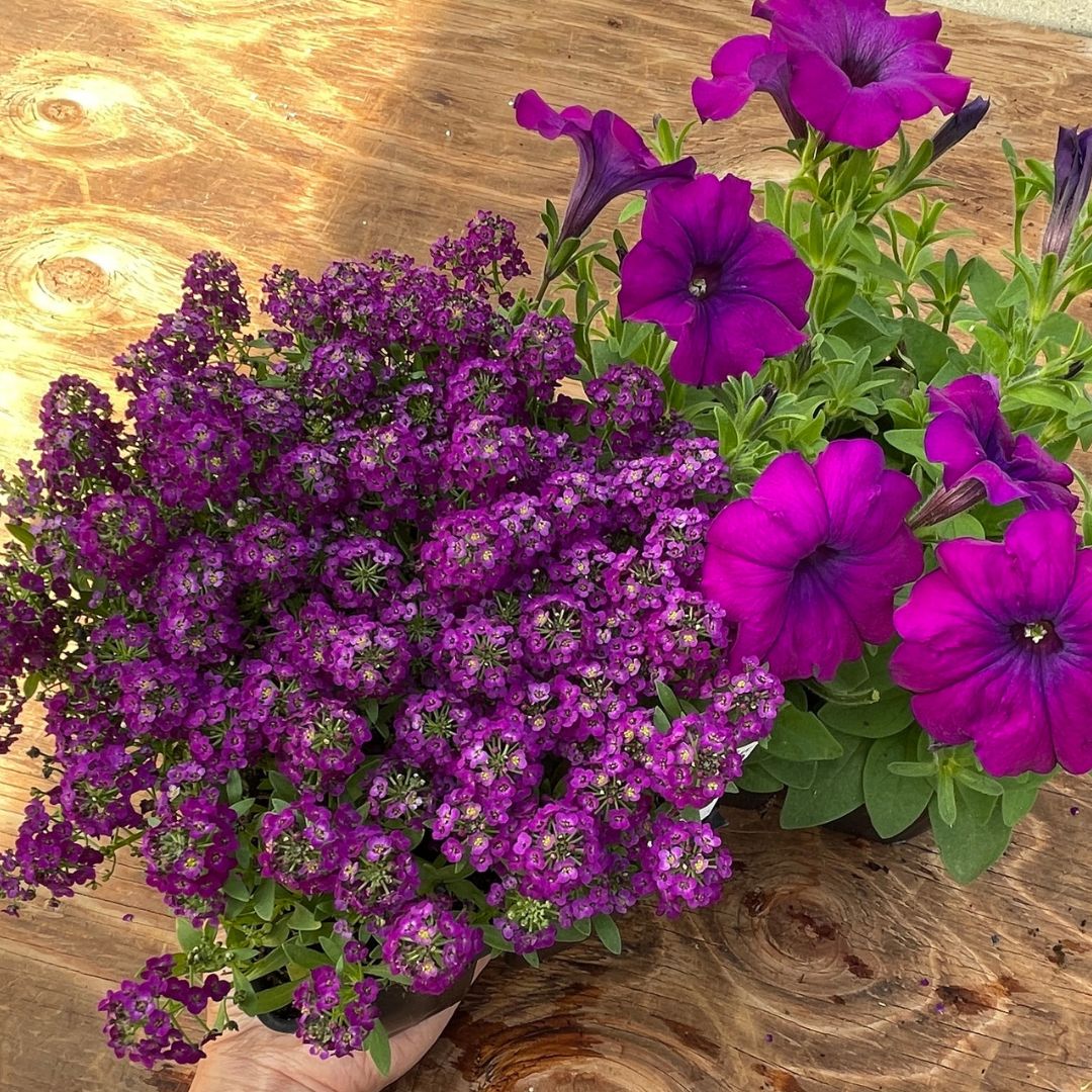 Sales Are Blooming + A Special Saturday Workshop! | Holden Lake Farm ...
